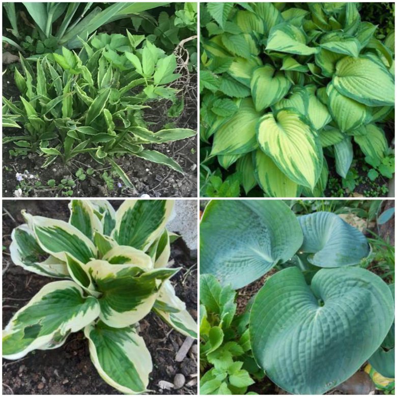 Многолетники – купить в Химках, цена 150 руб., дата размещения: 04.06. ...