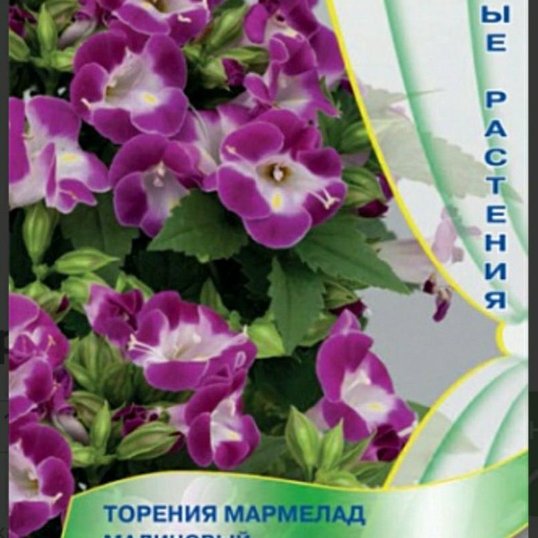 Торения Мармелад Малиновый цветок – купить в Иваново, цена 200 руб ...