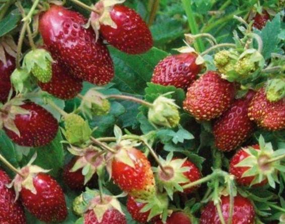 Земклуника Пенелопа – купить в Томске, цена 50 руб., дата размещения ...