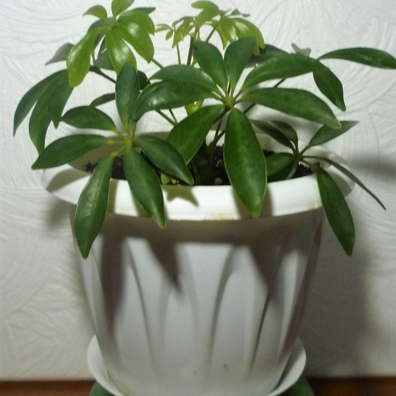 Шеффлера семилисточковая (Schefflera octophylla) – купить в Саратове ...