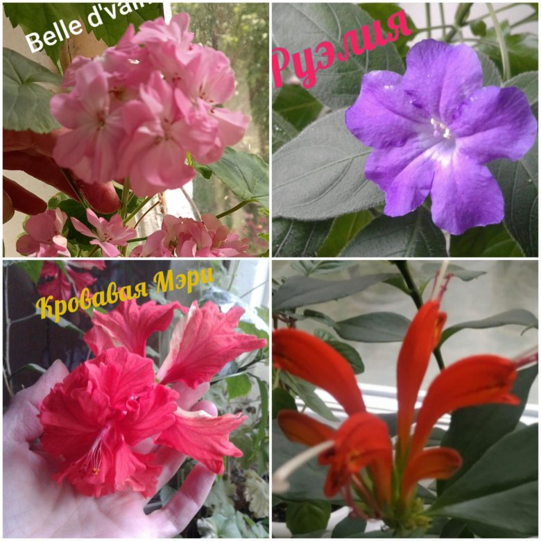 Гибискус Эсхинантус Пеларгония – купить в Москве, цена 350 руб., дата ...