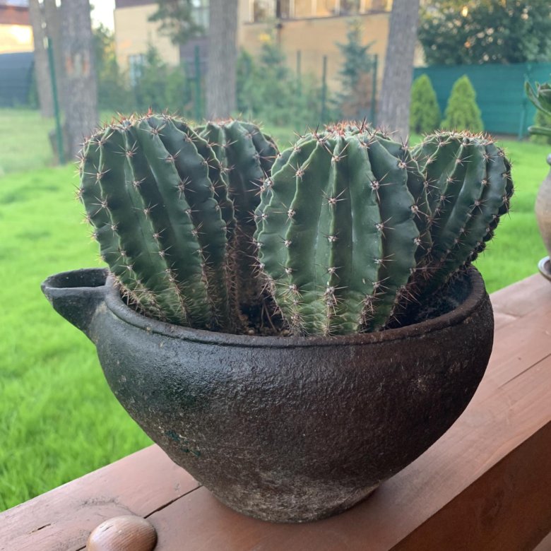 Кактусы и сукуленты – купить в Москве, цена 2 490 руб., дата размещения ...