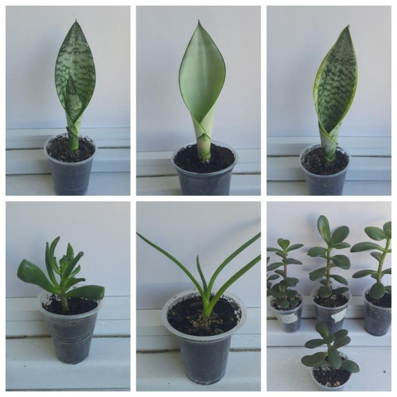 Сансевиерия Алоэ Толстянка Крассула купить в Москве цена 100 руб дата размещения 18 08