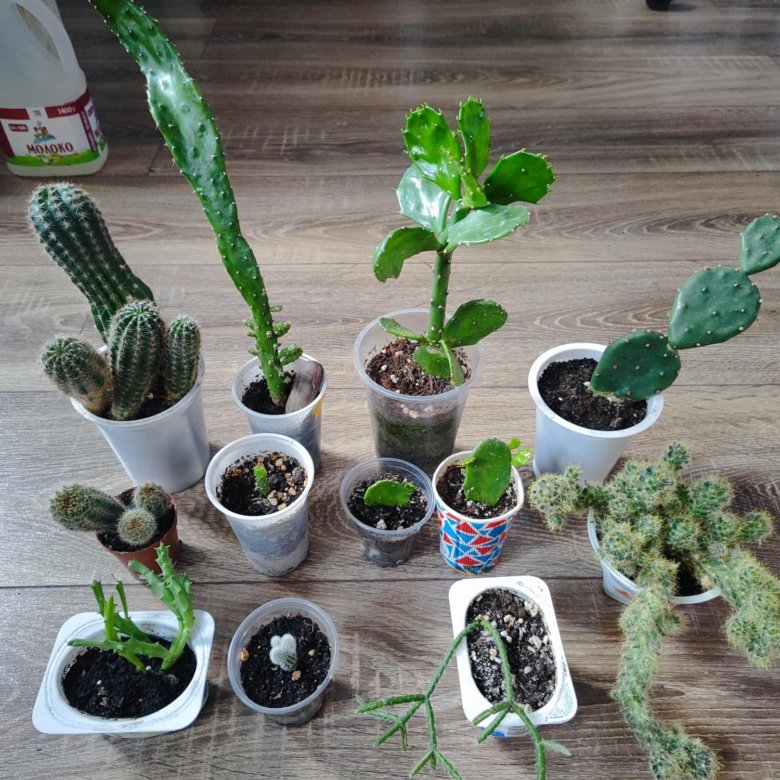 Кактусы, опунция, эхинопсис, маммилярия – купить в Волгограде, цена 60 ...