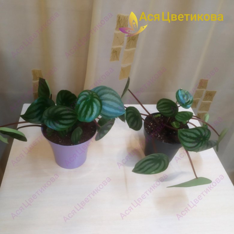 Пеперомия арбузная кусты и детки – купить в Хабаровске, цена 250 руб ...