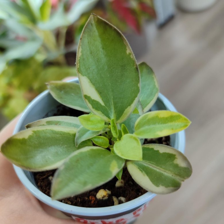 Пеперомия Orba Pixie Variegata – купить в Нижневартовске, цена 150 руб ...