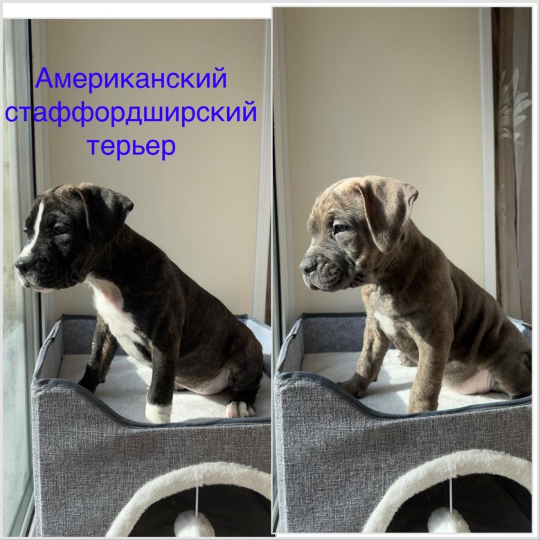 Щенки Американского стаффордширского терьера – купить в Владивостоке ...