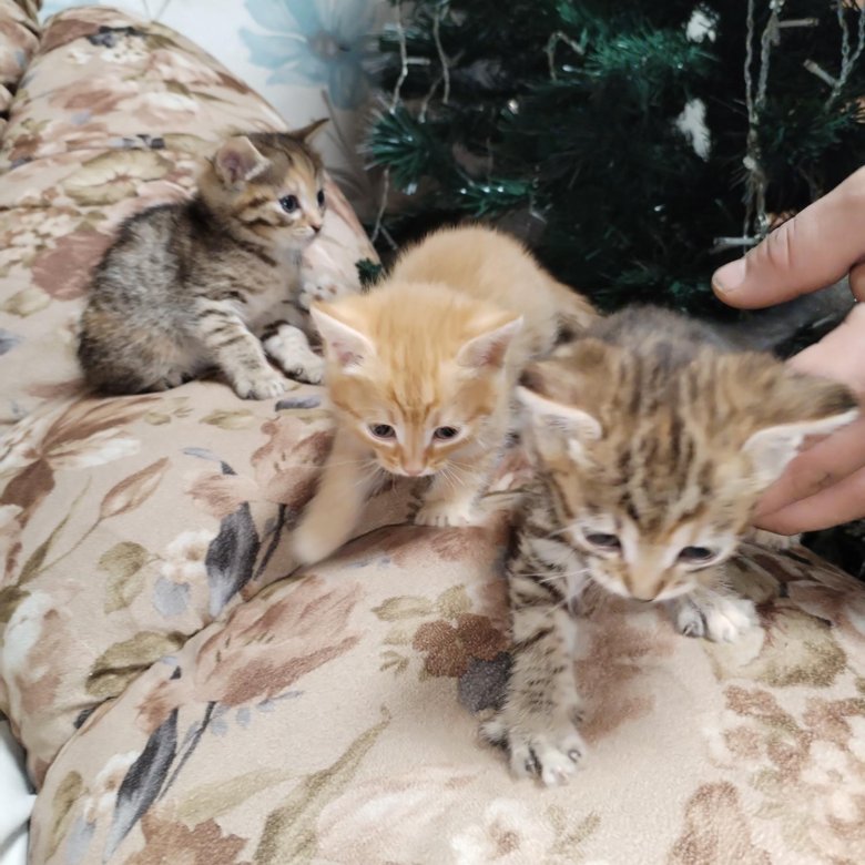Котята – купить в Якутске, цена 1 руб., дата размещения: 27.01.2024 – Кошки