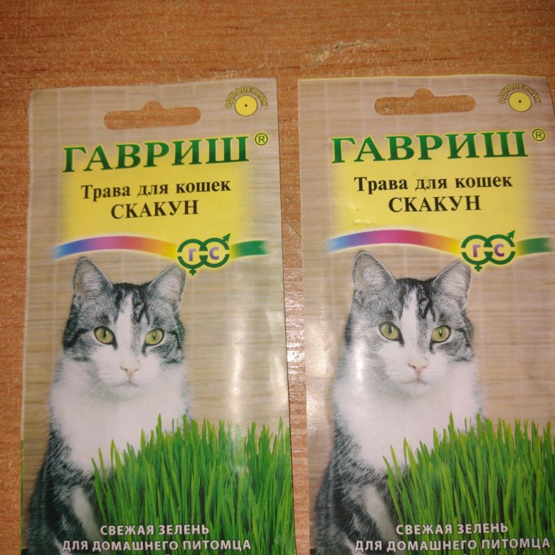 Семена травы для кошек купить в Королеве бесплатно дата размещения