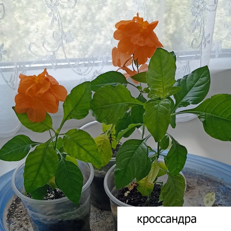 Комнатные растения купить в Барнауле цена 150 руб дата размещения