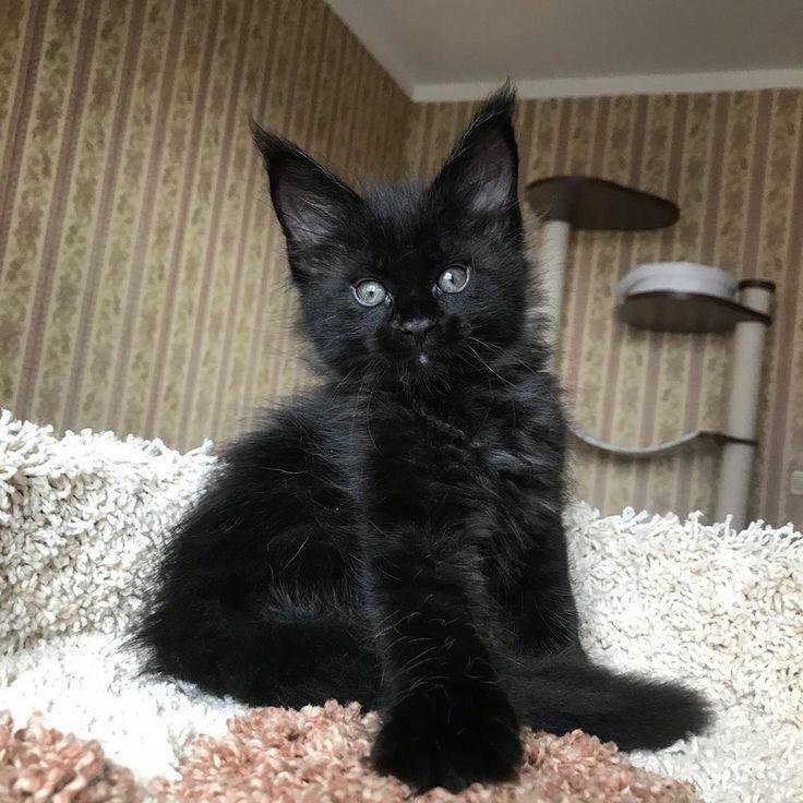 Котёнок Мейн Куна черный мальчик – купить в Москве, цена 8 500 руб ...