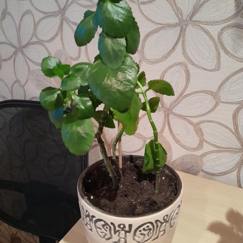 Комнатное растение – купить в Москве, цена 1 руб., дата размещения: 29. ...