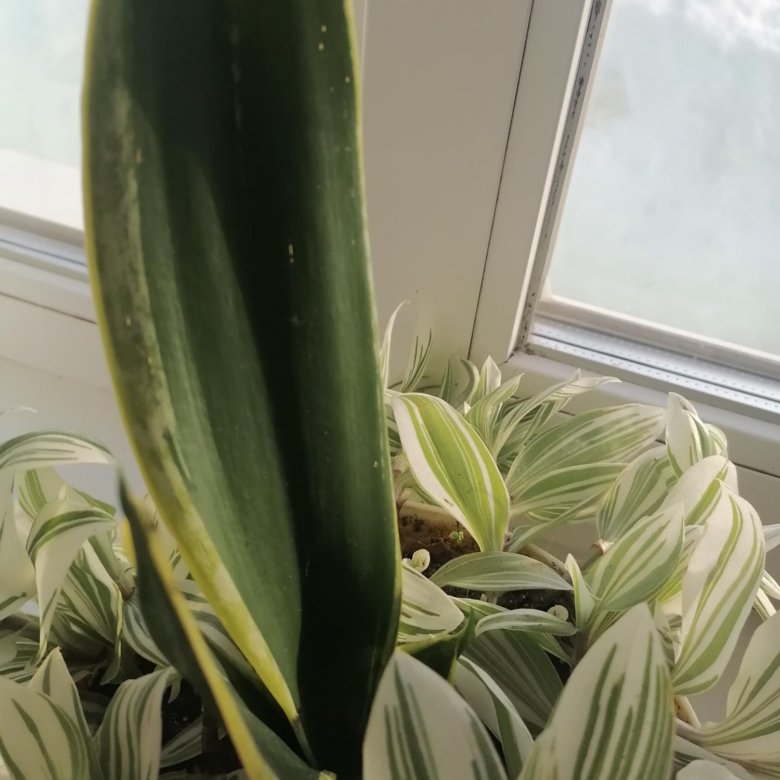 Композиция сансевиерия и традесканция купить в Пензе цена 400 руб дата размещения 16 03