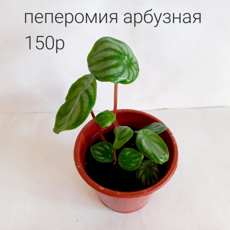 Пеперомия – купить в Екатеринбурге, цена 150 руб., дата размещения: 08. ...