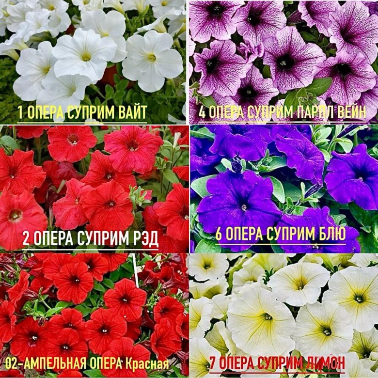 Петуния Опера Суприм укоркненные – купить в Красноярске, цена 60 руб ...