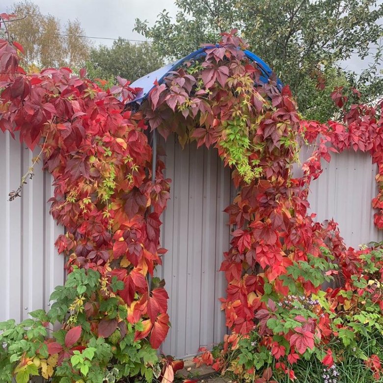 Живая изгородь. Декоративный виноград 🍇 – купить в Москве, цена 200 руб ...