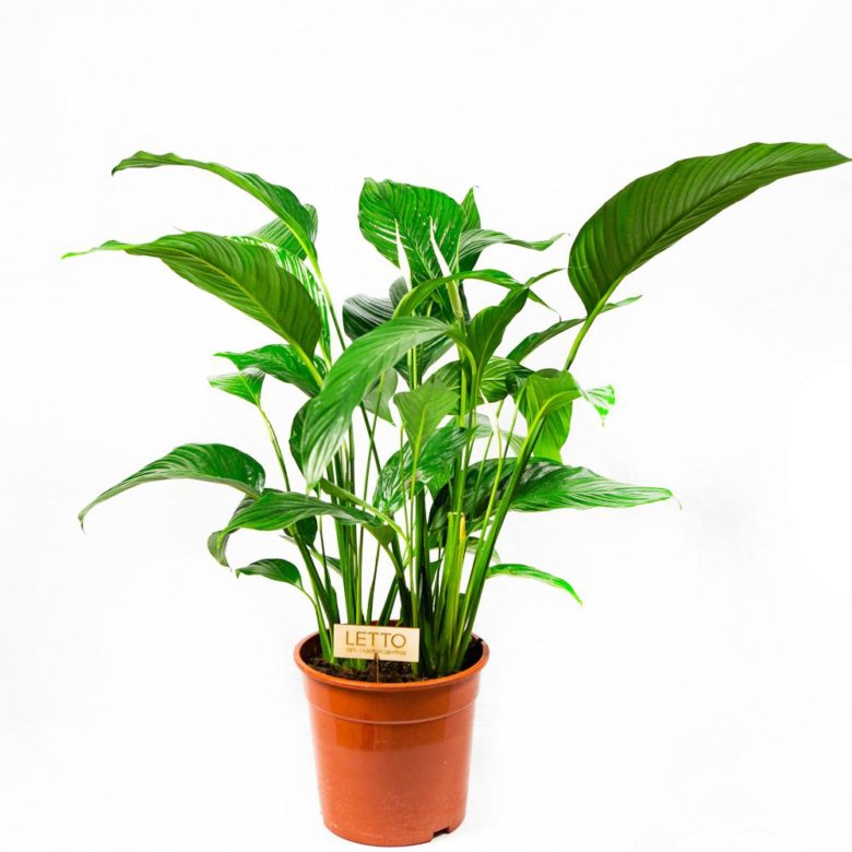 Спатифиллум Свит Лауретта Spathiphyllum Sweet Lauretta 100/24 – купить ...