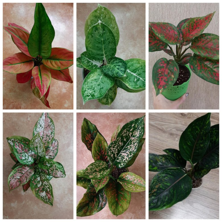 Аглаонемы сортовые – купить в Красноярске, цена 1 000 руб., дата ...