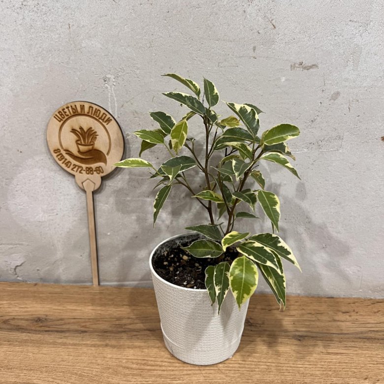 🪴Фикус Бенджамина Кинки🪴 – купить в Якутске, цена 850 руб., дата ...