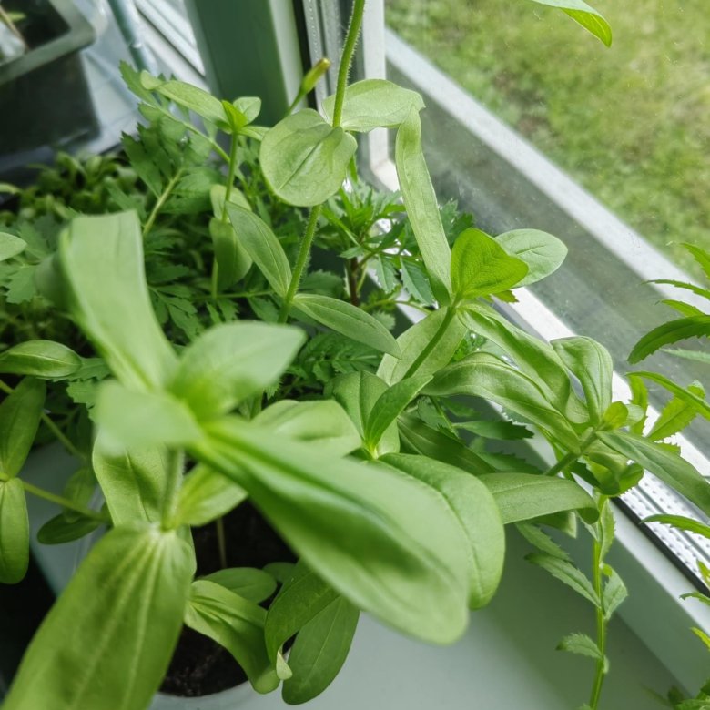 циния – купить в Нижнем Тагиле, цена 30 руб., дата размещения: 04.05. ...