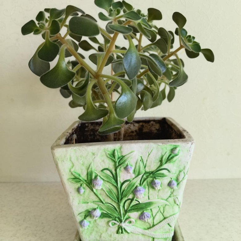 Аихризон – купить в Якутске, цена 600 руб., истекает через 1 день ...