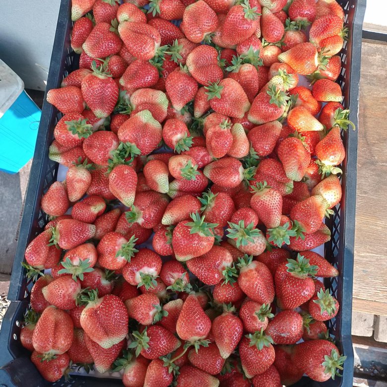 Продам клубнику домашнюю – купить в Черниговке, цена 500 руб., продано ...