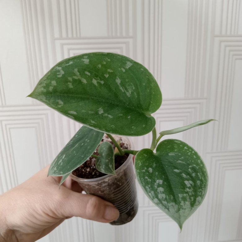 Эпипремнум Сильвер Энн – купить в Санкт-Петербурге, цена 250 руб., дата ...