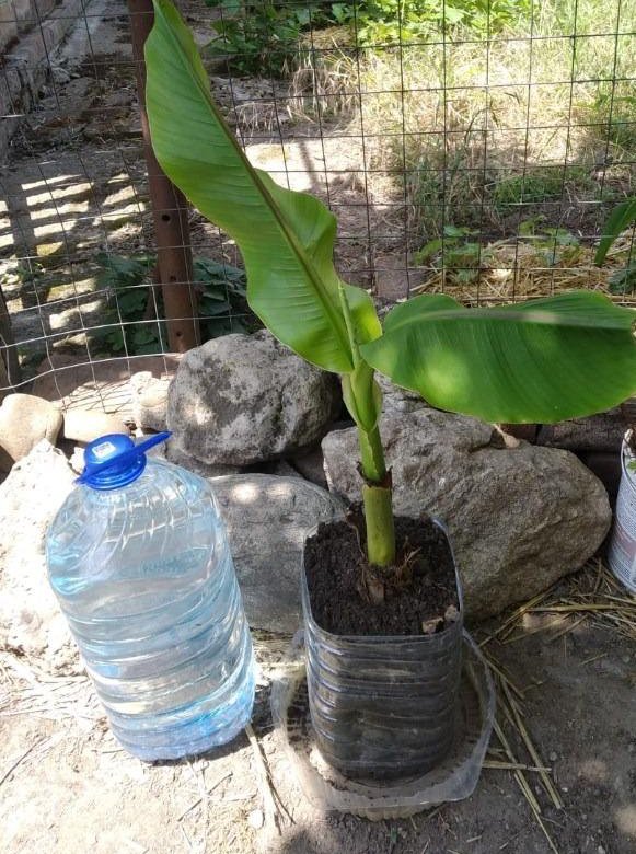 Саженцы банана японского с закрытой корневой – купить в Усть-Лабинске ...
