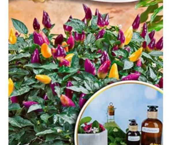 Острый перец "северное сияние" – купить в Лабинске, цена 100 руб., дата ...