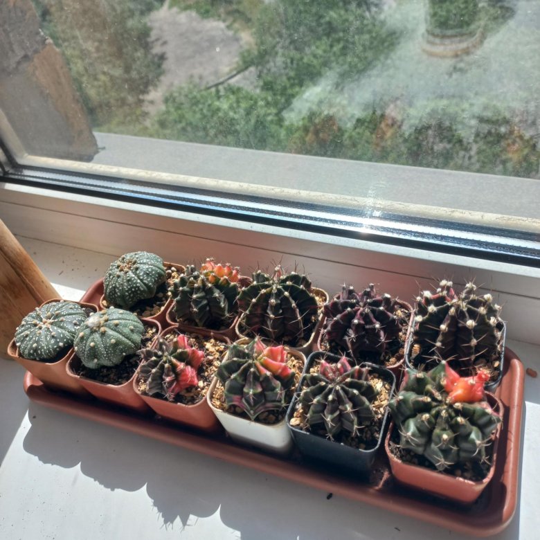 Кактусы и суккуленты из Тайланда. – купить в Красноярске, цена 500 руб ...