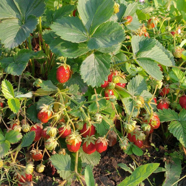 Клубника 🍓 – купить в Екатеринбурге, цена 30 руб., дата размещения: 05. ...