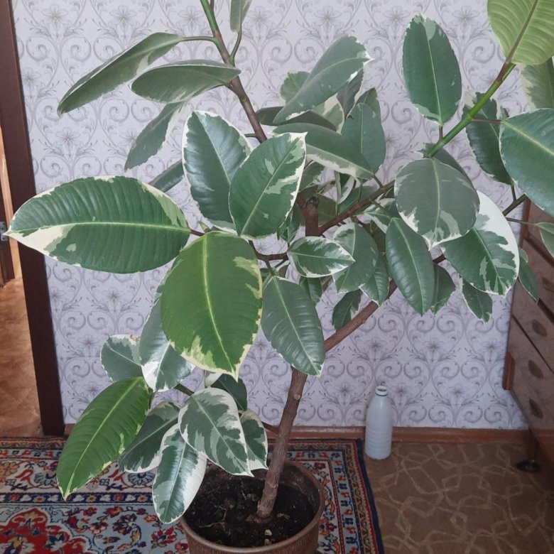 Фикус – купить в Красноярске, цена 2 500 руб., дата размещения: 19.08. ...