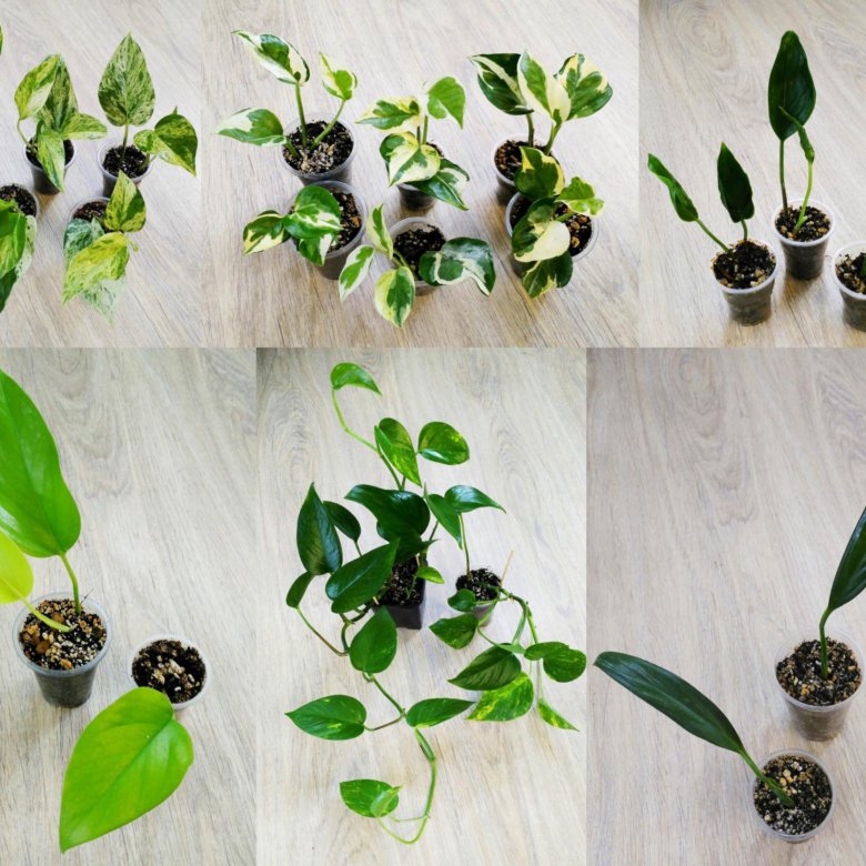 Сциндапсусы эпипремнумы (9 сортов) – купить в Пушкино, цена 200 руб ...