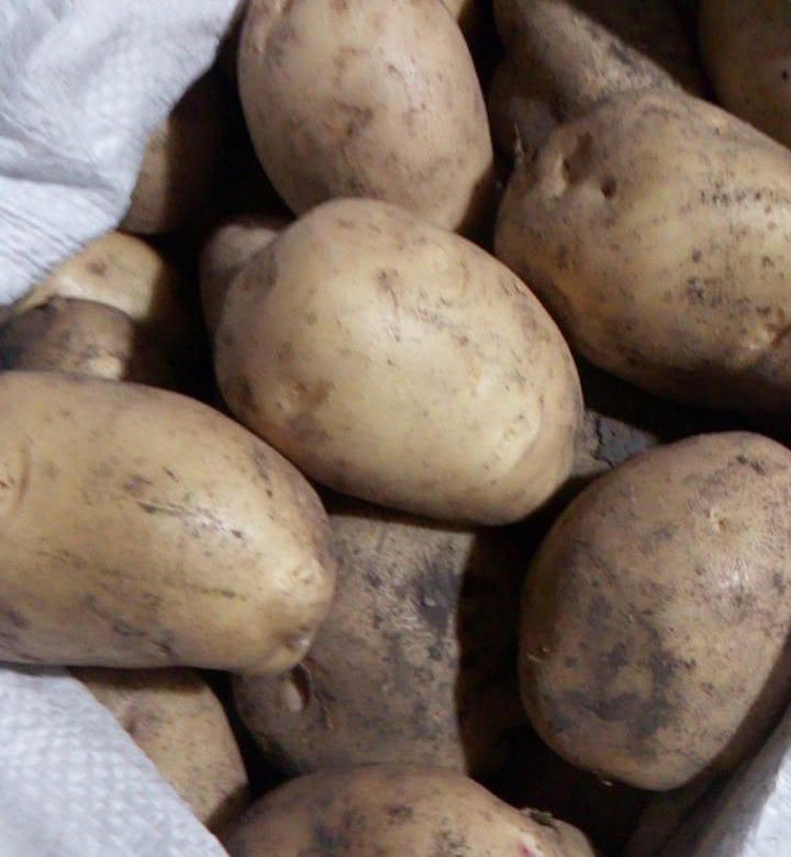 Картошка – купить в Рязани, цена 2 000 руб., дата размещения: 12.09. ...