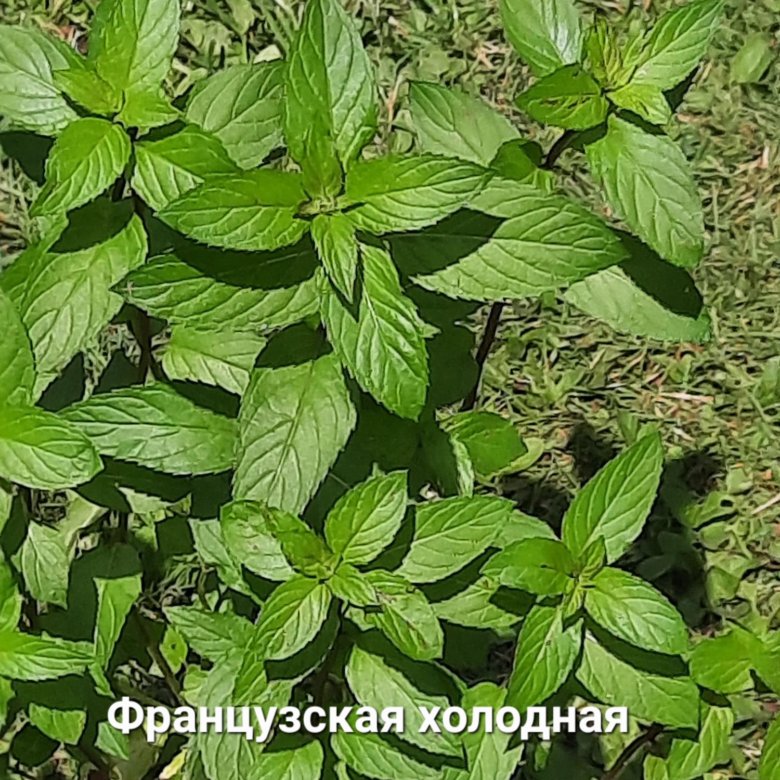 Мята сортовая – купить в Москве, цена 50 руб., дата размещения: 13.09. ...
