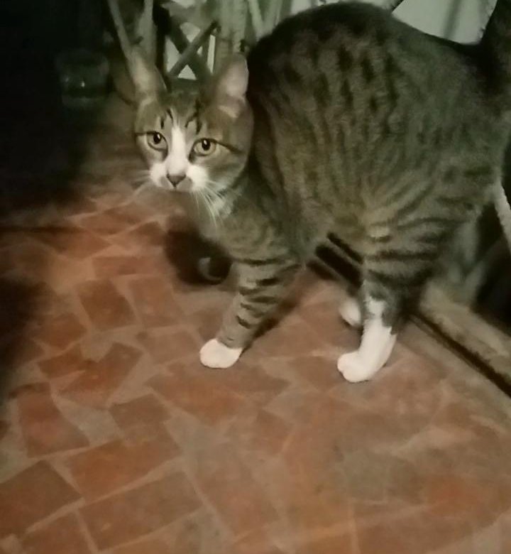 Кошка купить в Колпино цена 1 руб дата размещения 08 03 2025 Кошки