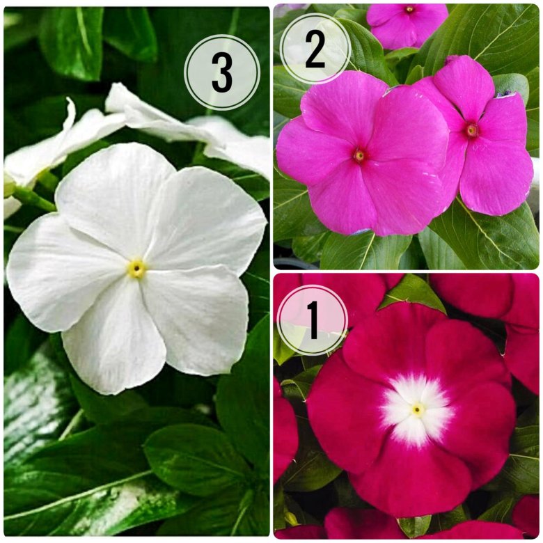 Вербена катарантус ампельные черенки укорененные купить в Красноярске цена 80 руб дата