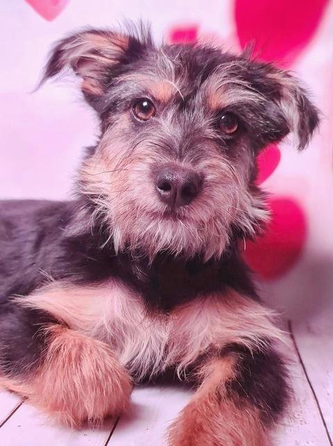 ВИТАЛИНА ИЩЕТ СЕМЬЮ ️ купить в Москве цена 17 руб дата размещения 16 04 2025 Собаки