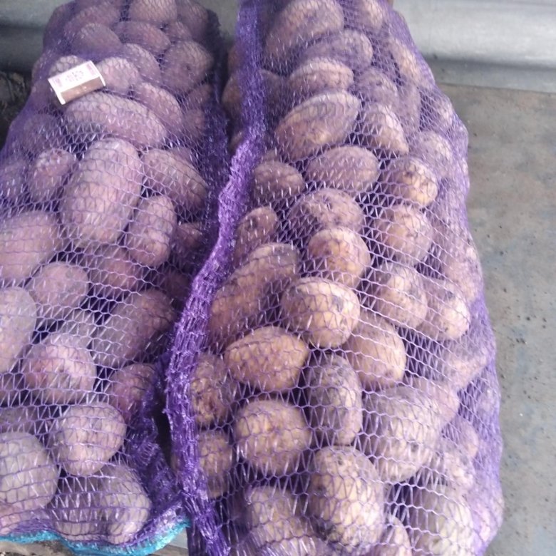 Картофель семена купить в Зайково цена 45 руб дата размещения 25 05 2025 Растения и семена