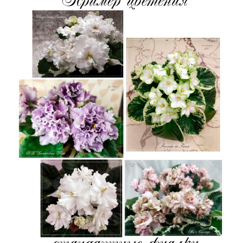 Фиалки сортовые, детки – купить в Санкт-Петербурге, цена 180 руб., дата ...