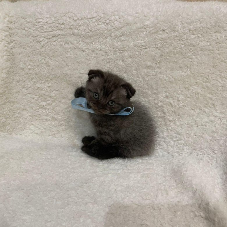 Котенок Скоттиш ФОЛД – купить в Якутске, цена 5 000 руб., дата ...