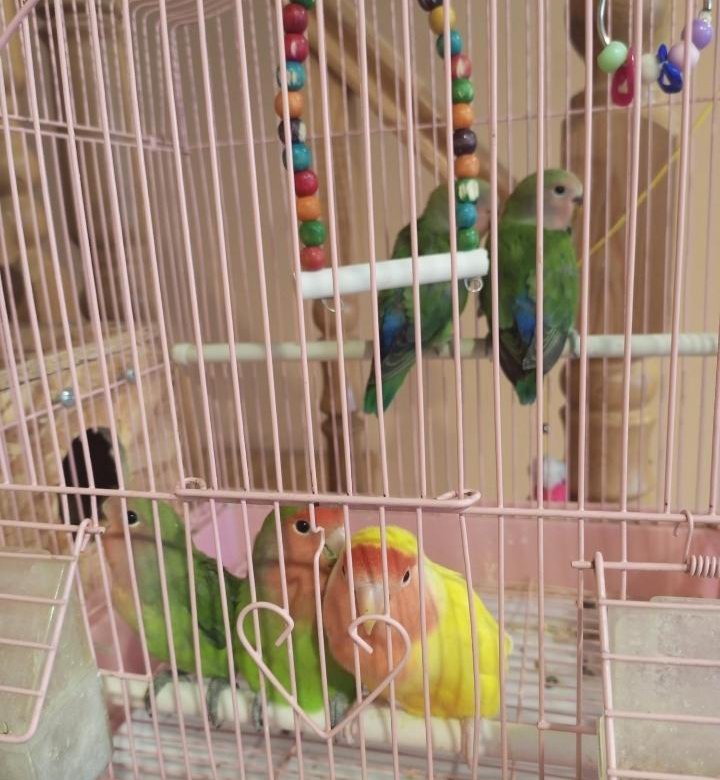 Попугай купить в Пензе цена 2 000 руб дата размещения 02 06 2025 Птицы