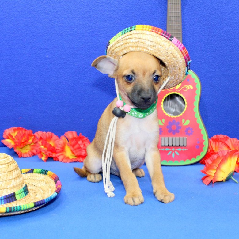 Не Цвергпинчер.Ксоло мини в шерсти – купить в Москве, цена 15 000 руб ...