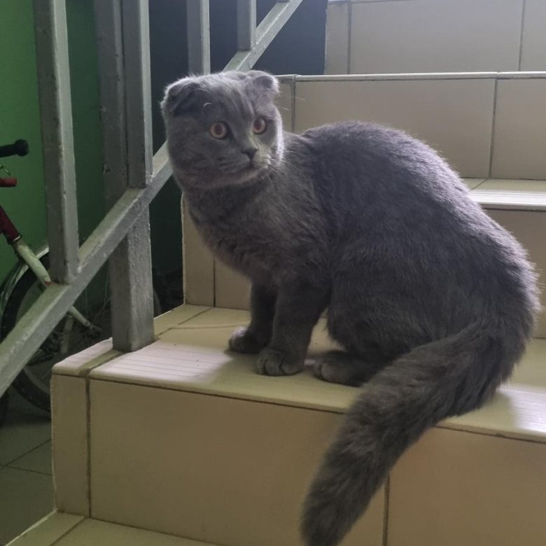 Кошка британская вислоухая – купить в Якутске, цена 1 руб., дата ...