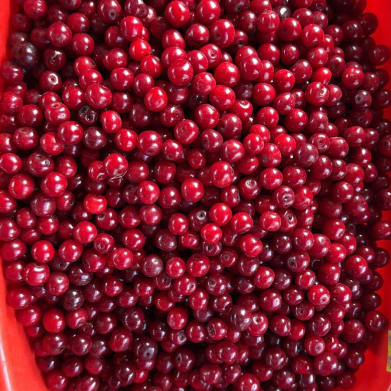 Вишня 🍒 – купить в Орске, цена 150 руб., дата размещения: 06.07.2025 ...