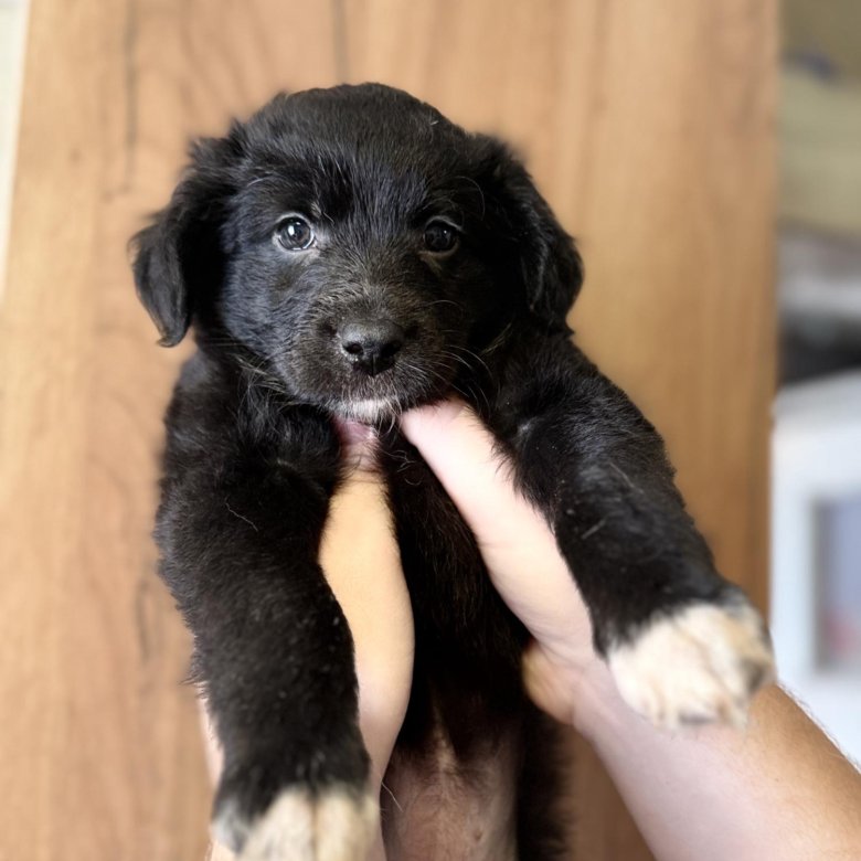 Щенки – купить в Москве, цена 2 000 руб., дата размещения: 23.07.2025 ...