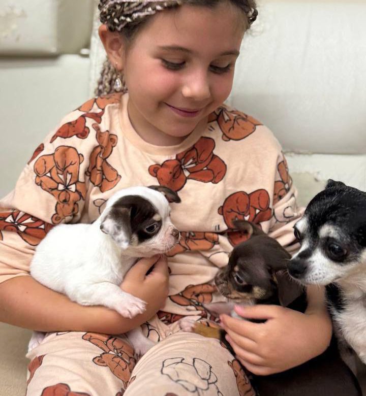 Щенки чихуахуа – купить в Балашихе, цена 25 000 руб., дата размещения ...