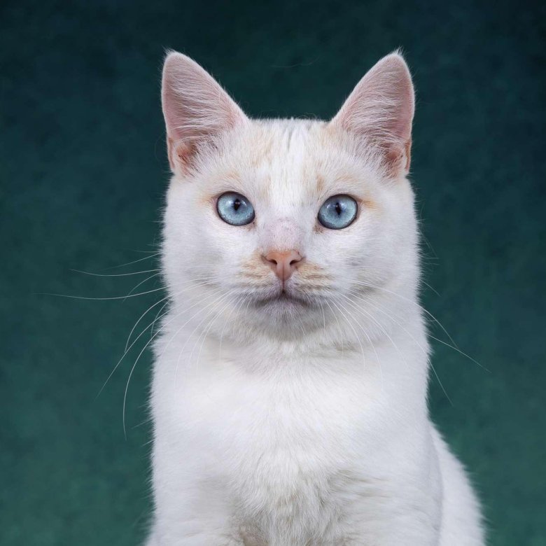 Белый голубоглазый кот в дар – купить в Москве, бесплатно, дата ...