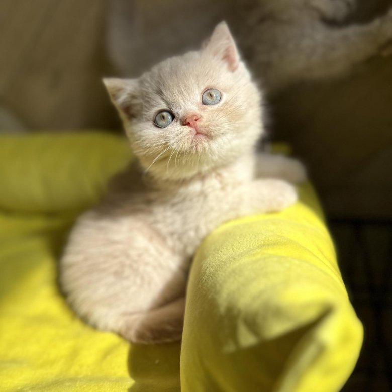 Британские котята – купить в Москве, цена 50 руб., дата размещения: 03. ...