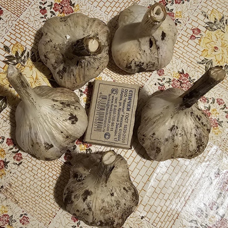 Чеснок – купить в Москве, цена 80 руб., дата размещения: 10.01.2026 ...